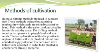 Cultivation of rice in india | PPTX