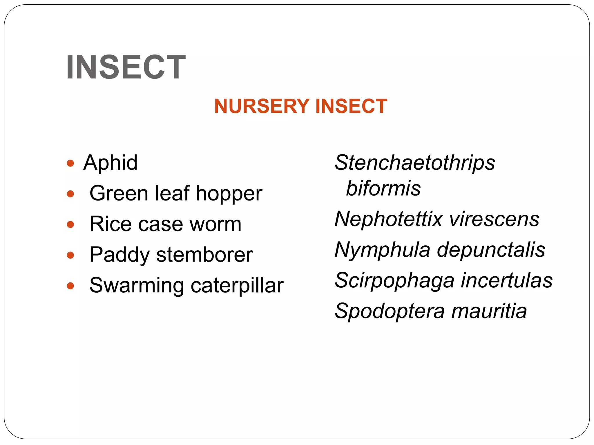Cultivation of rice (paddy) | PPTX
