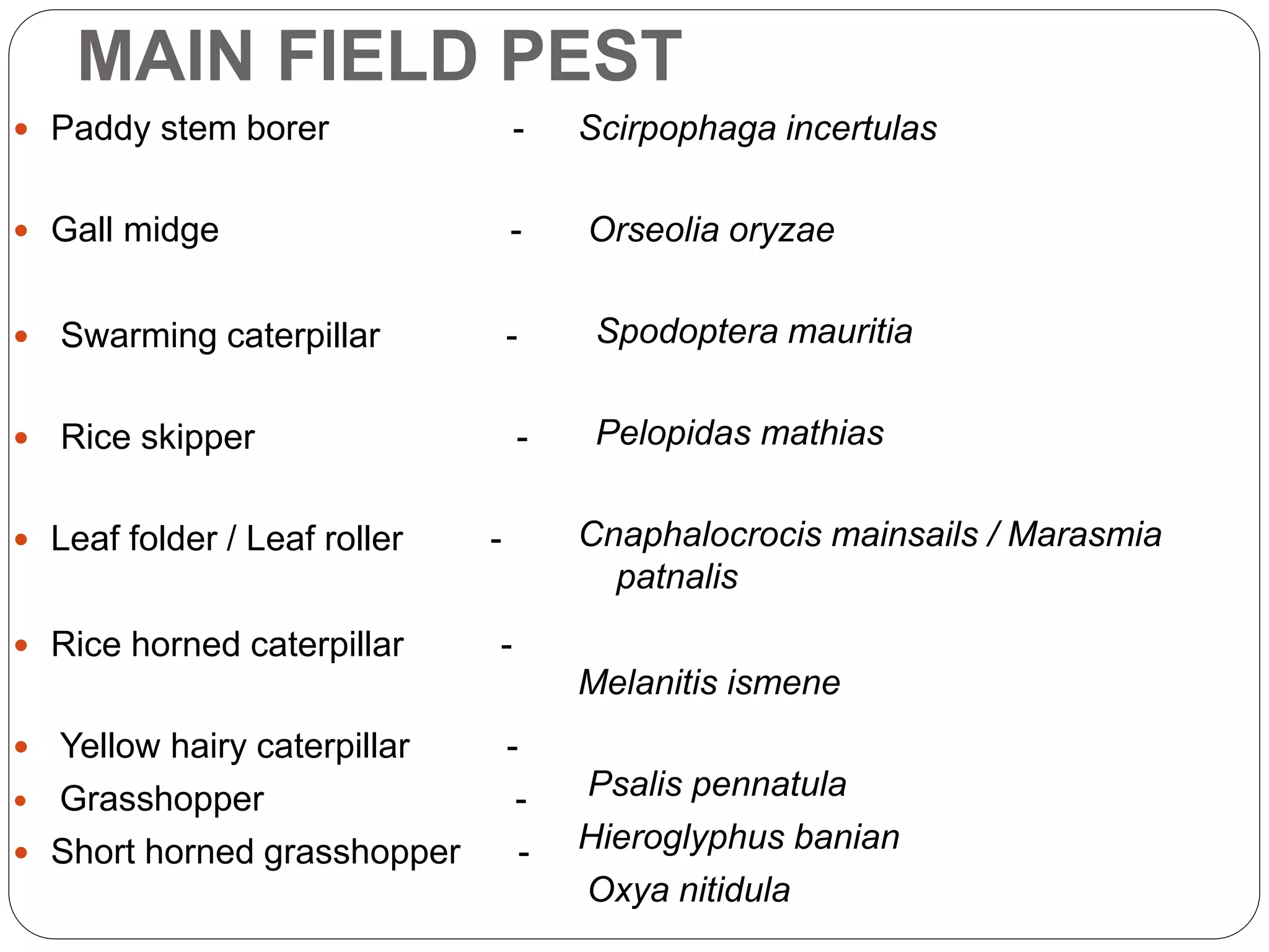Cultivation of rice (paddy) | PPTX