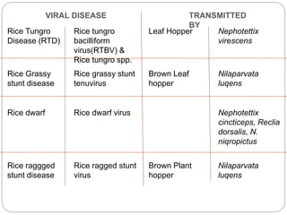 Cultivation of rice (paddy) | PPT