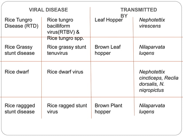 Cultivation of rice (paddy) | PPT