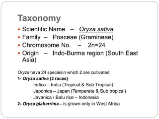Cultivation of rice (paddy) | PPT
