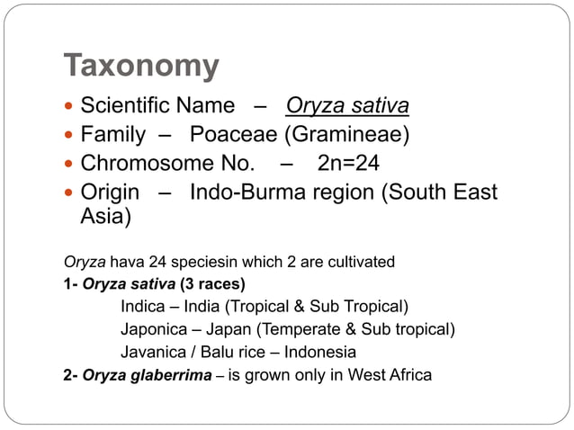 Cultivation of rice (paddy) | PPT