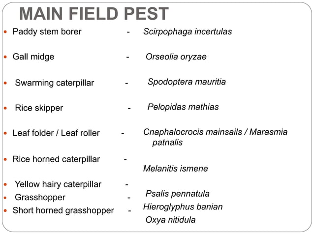 Cultivation of rice (paddy) | PPT