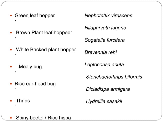 Cultivation of rice (paddy) | PPT