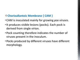 CULTIVATION OF VIRUSES | PPTX