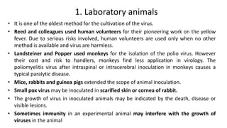 Cultivation of virus | PPTX