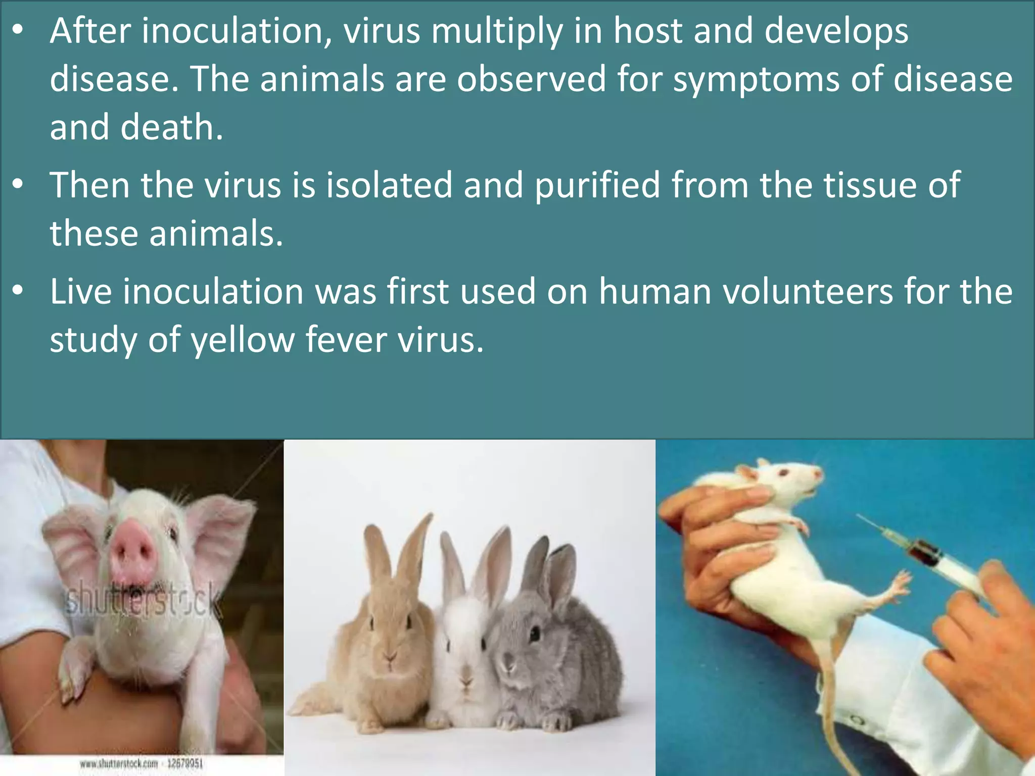 Cultivation of virus | PPTX