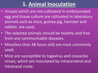 Cultivation of virus | PPTX