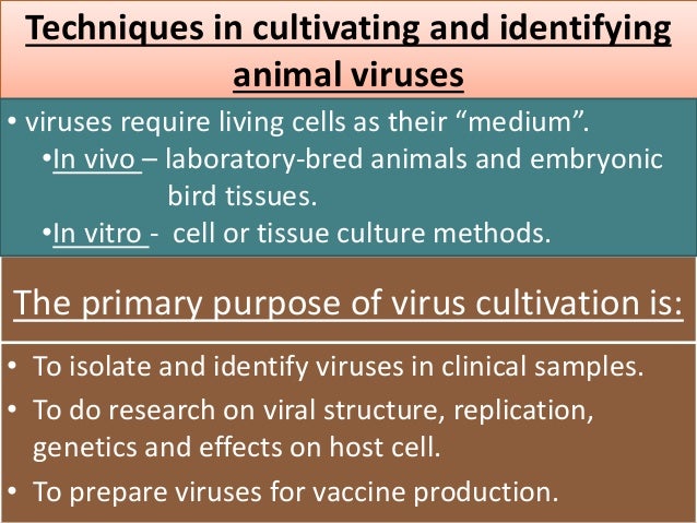 Cultivation of virus