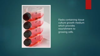 Cultivation of Viruses | PPTX