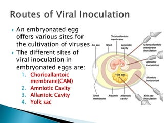 Cultivation of viruses | PPTX