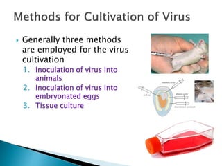 Cultivation of viruses | PPTX