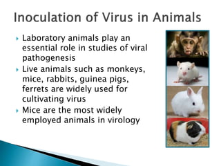 Cultivation of viruses | PPTX