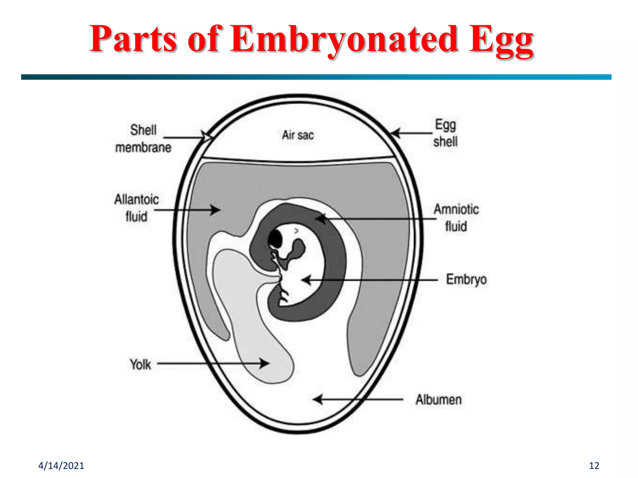 Cultivation of viruses | PPTX