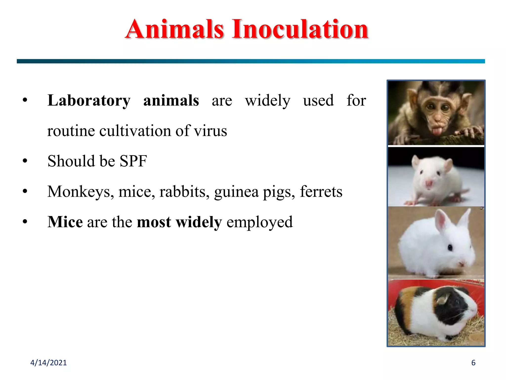 Cultivation of viruses | PPTX