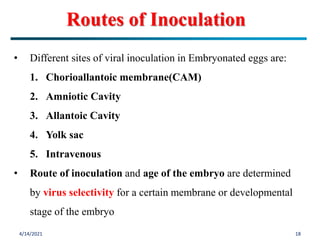 Cultivation of viruses | PPTX