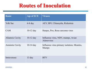 Cultivation of viruses | PPTX