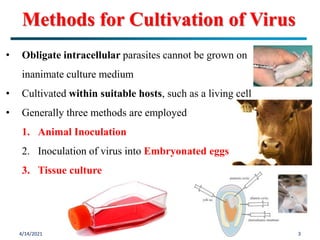 Cultivation of viruses | PPTX