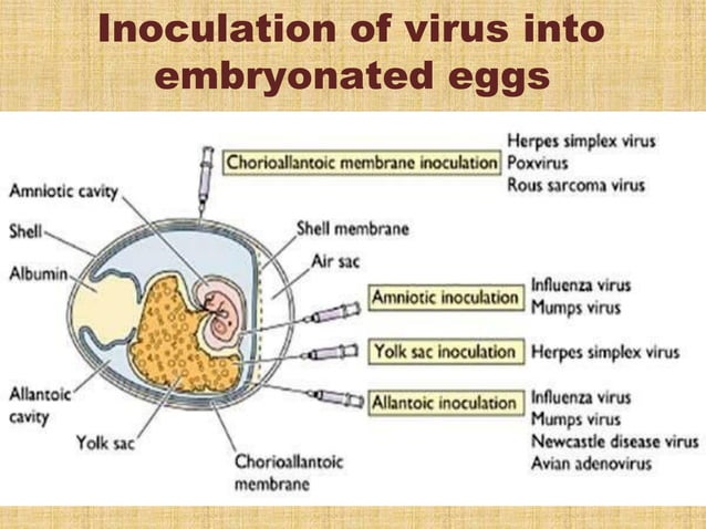 cultivation of viruses | PPT