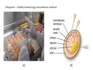 CULTIVATION OF VIRUSES 2.pptx of microbiology | PPT