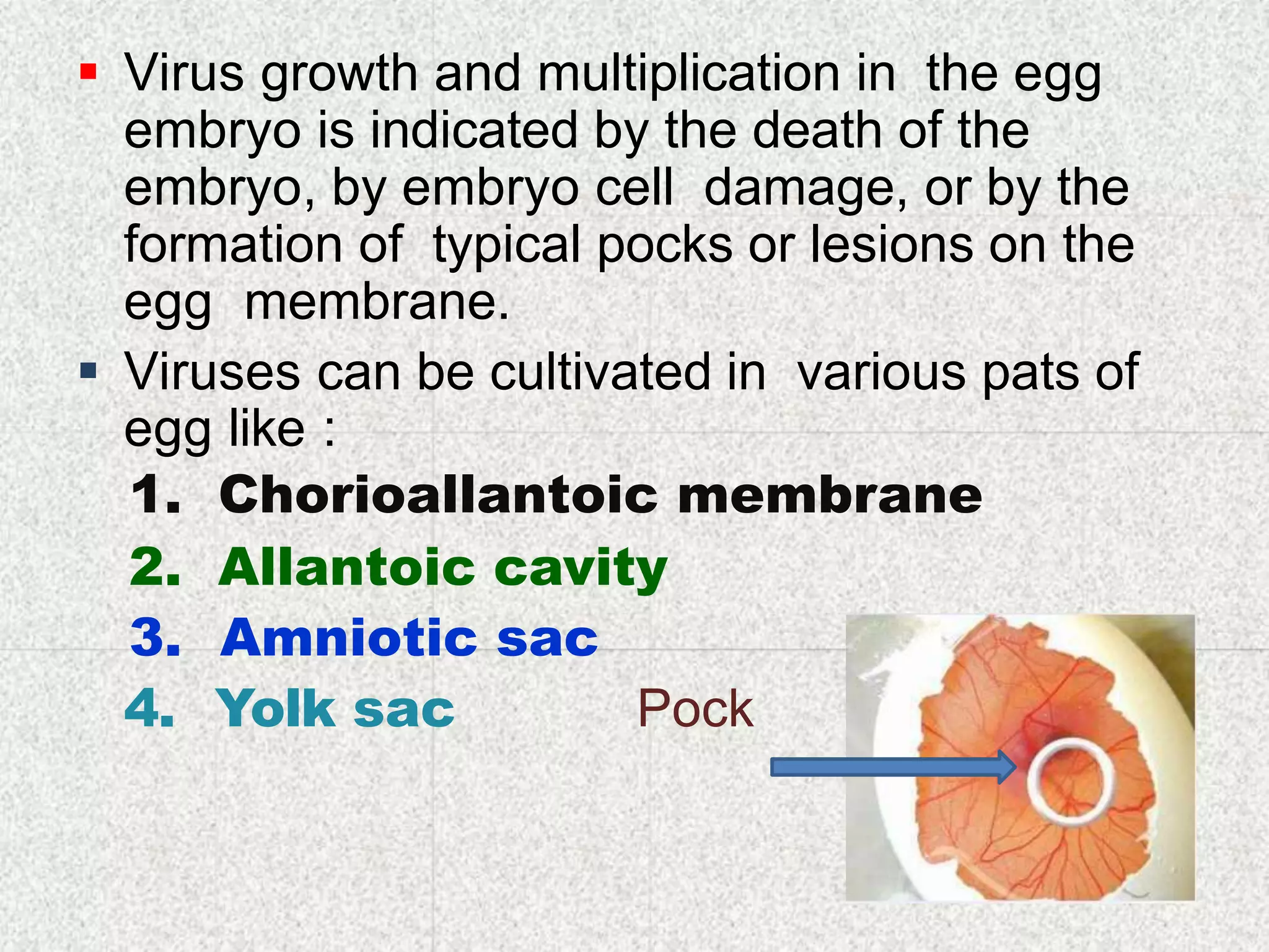 Cultivation of viruses general microbiology | PPTX