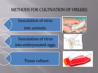 Cultivation of viruses general microbiology | PPTX