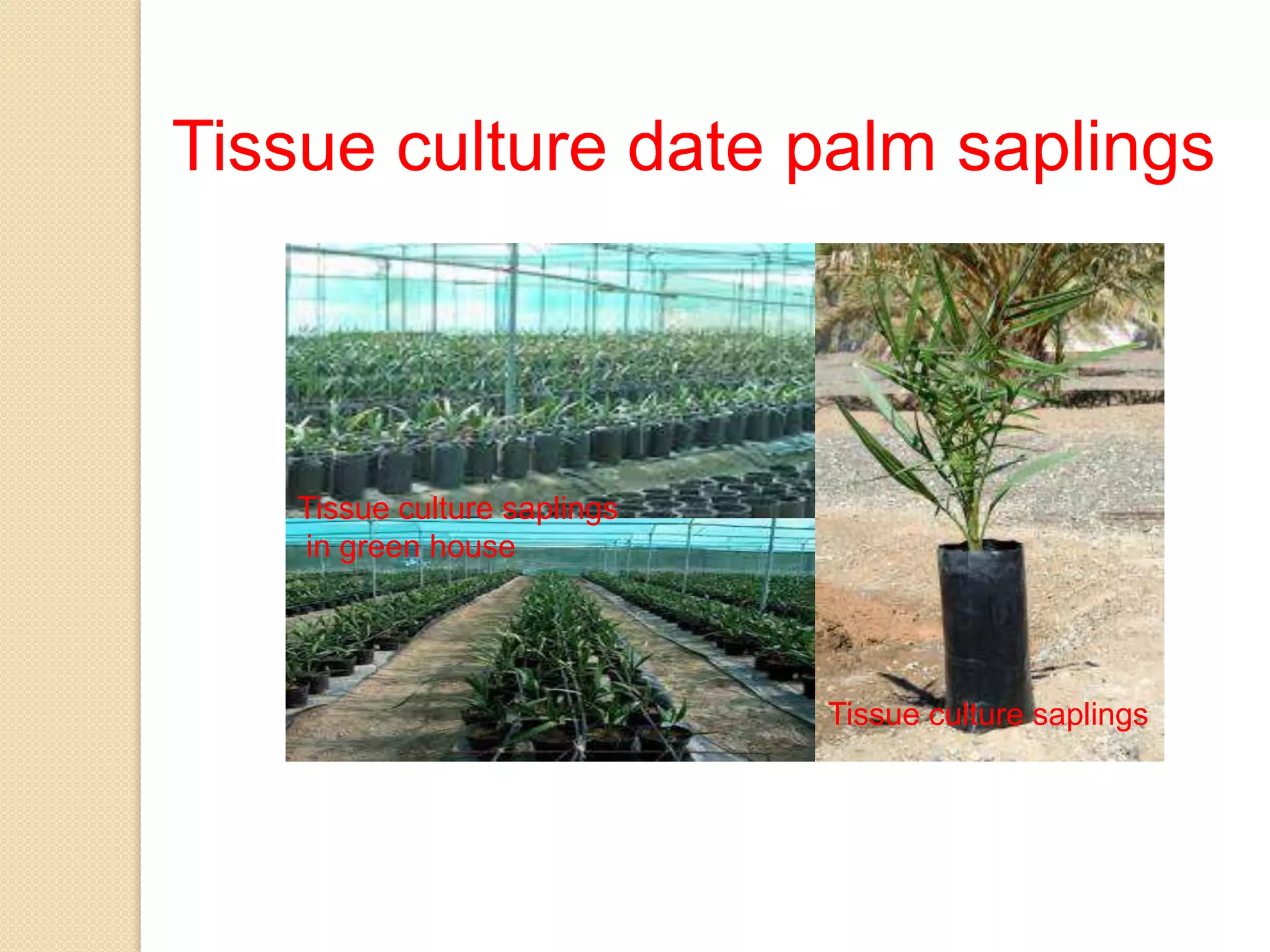 Cultivation practice of Arabian Date Palm P. dactylifera | PDF