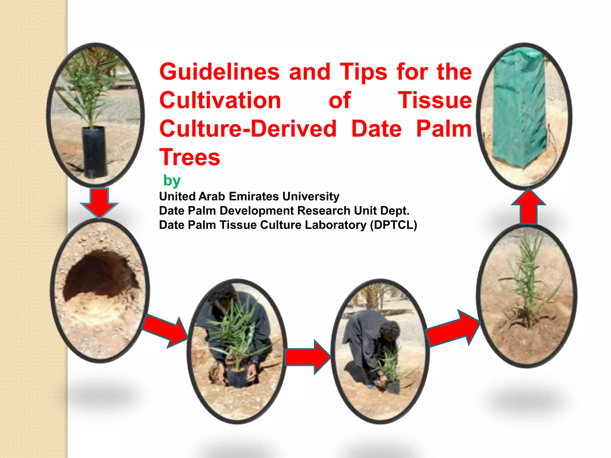 Cultivation practice of Arabian Date Palm P. dactylifera | PDF