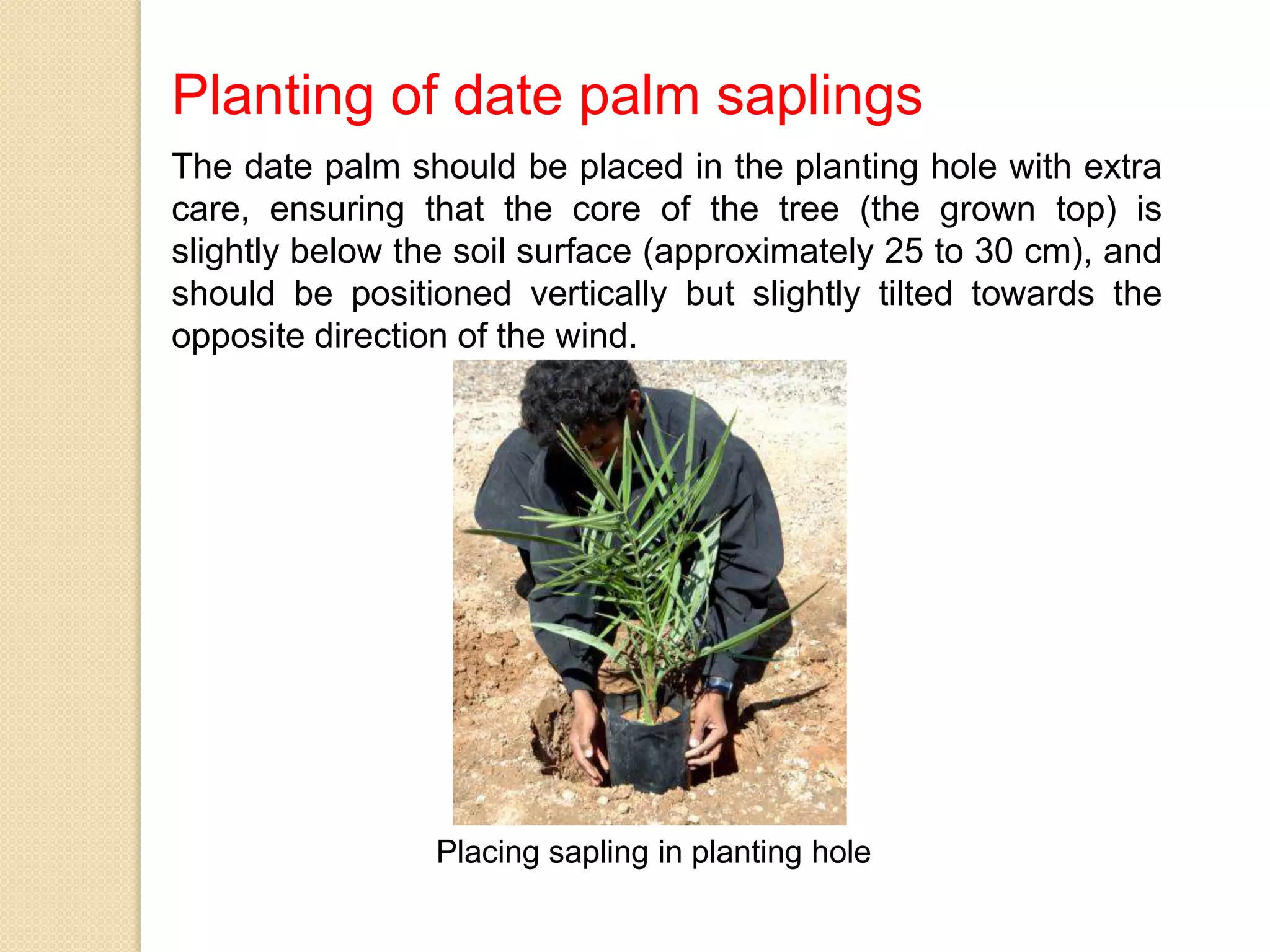Cultivation practice of Arabian Date Palm P. dactylifera | PDF