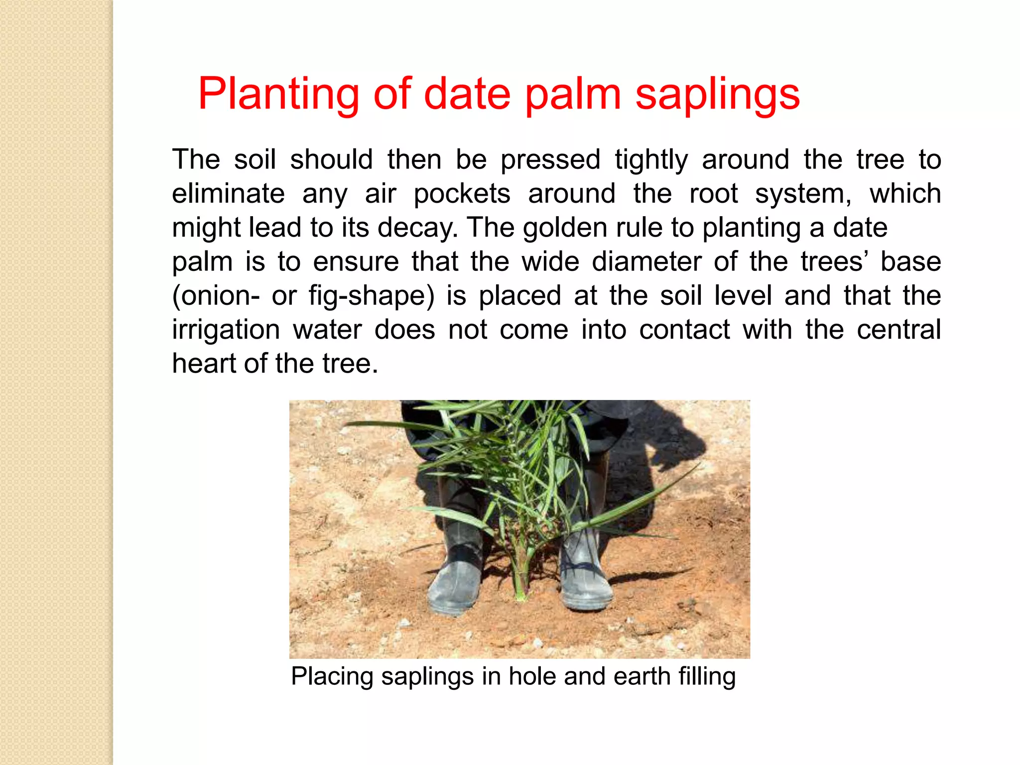 Cultivation practice of Arabian Date Palm P. dactylifera | PDF