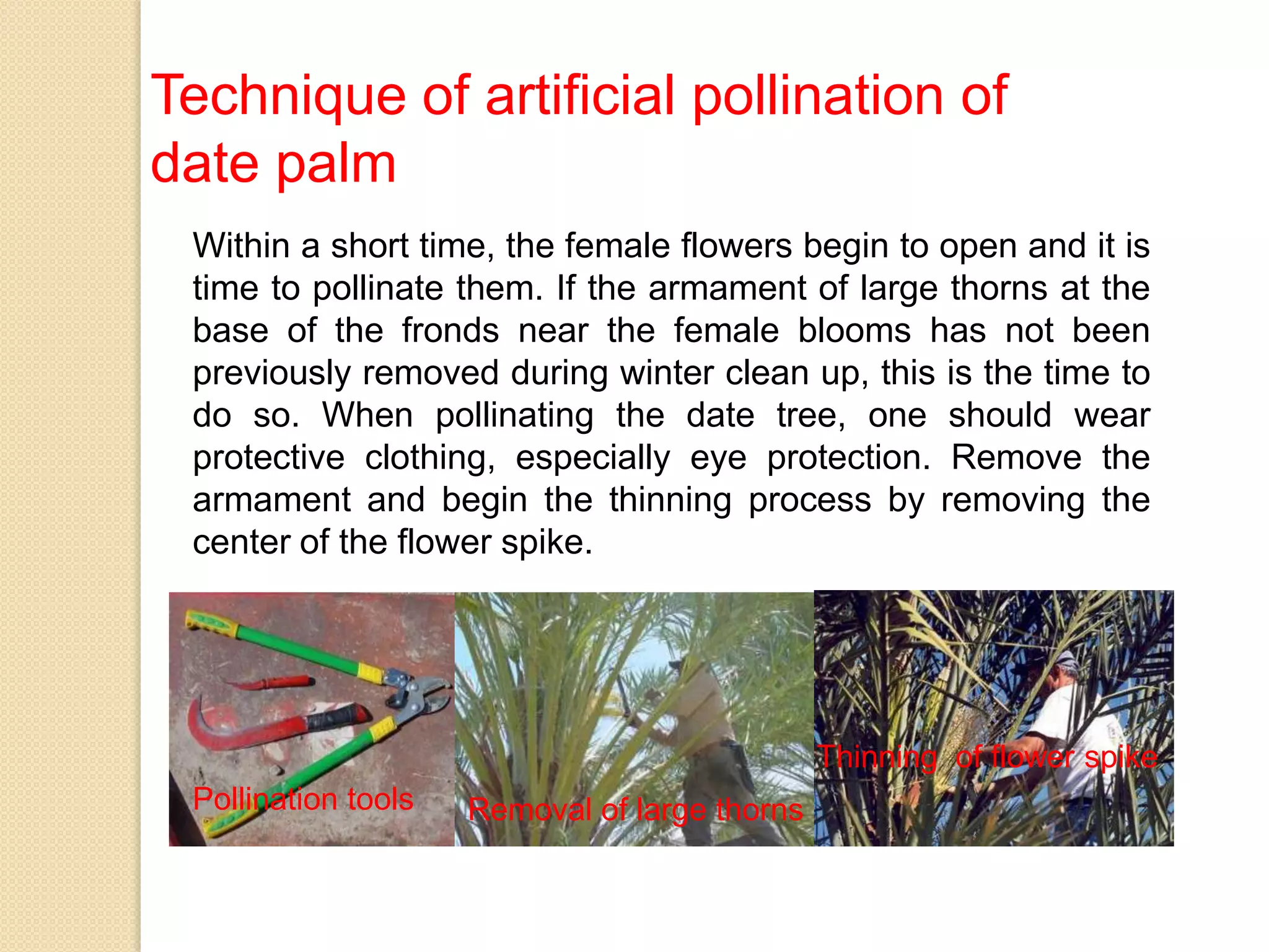Cultivation practice of Arabian Date Palm P. dactylifera | PDF