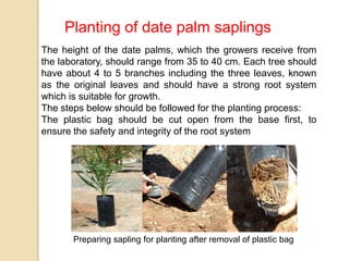 Cultivation practice of Arabian Date Palm P. dactylifera | PDF