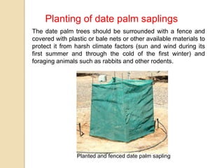 Cultivation practice of Arabian Date Palm P. dactylifera | PDF