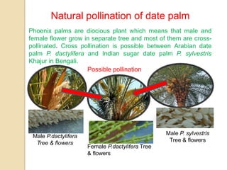 Cultivation practice of Arabian Date Palm P. dactylifera | PDF