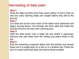 Cultivation practice of Arabian Date Palm P. dactylifera | PDF