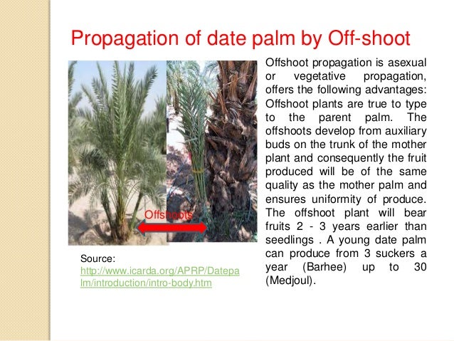 Cultivation practice of Arabian Date Palm P. dactylifera