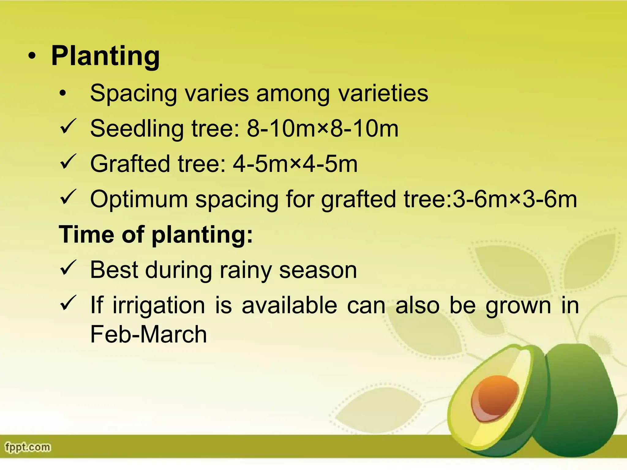 Cultivation Practice of Avocado in Nepal.pptx