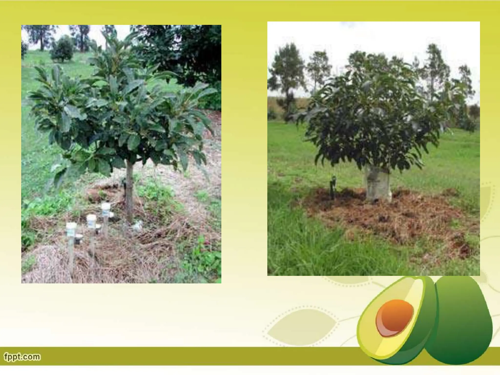 Cultivation Practice of Avocado in Nepal.pptx