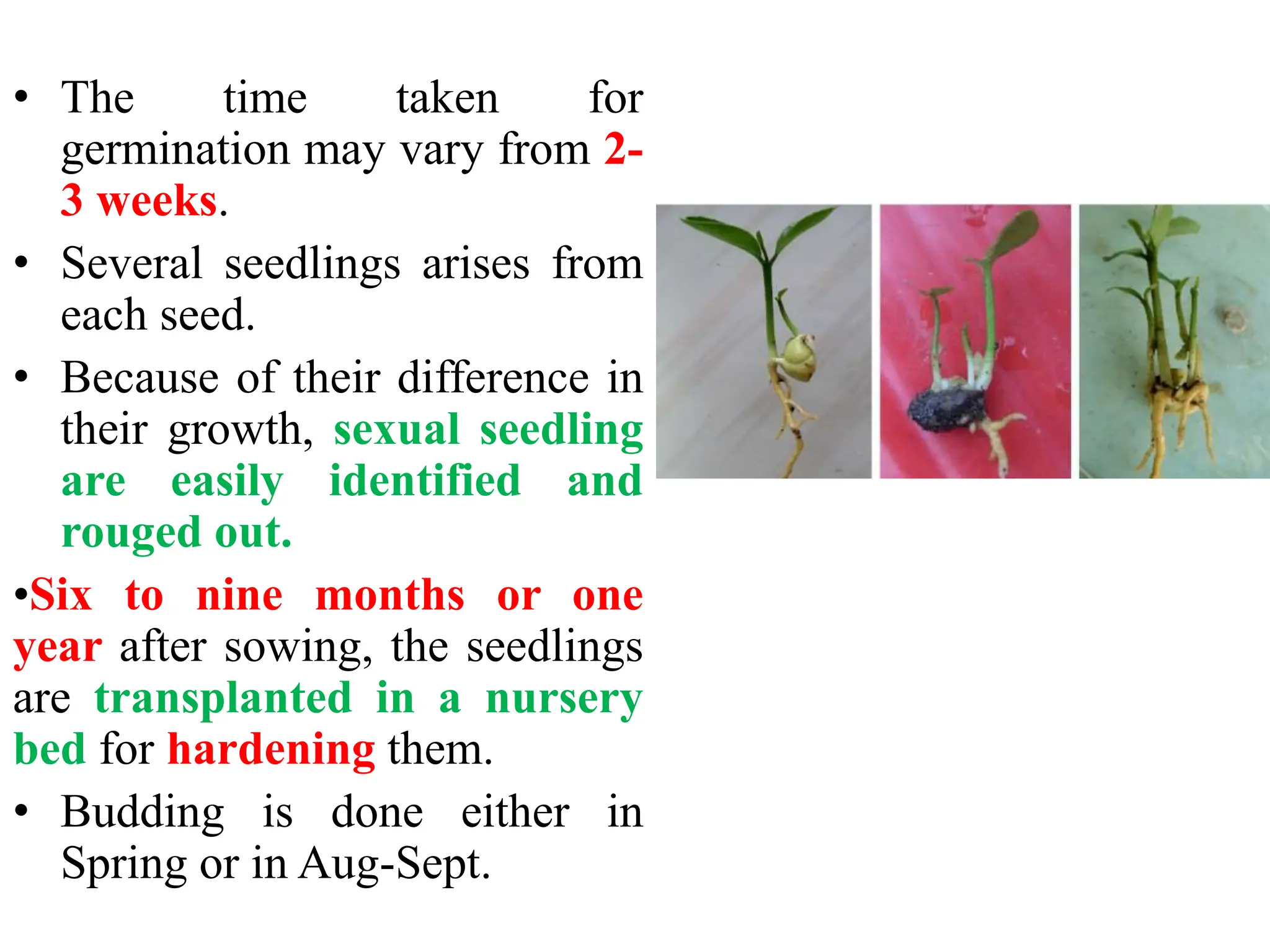 Cultivation practice of citrus in Nepal.pptx