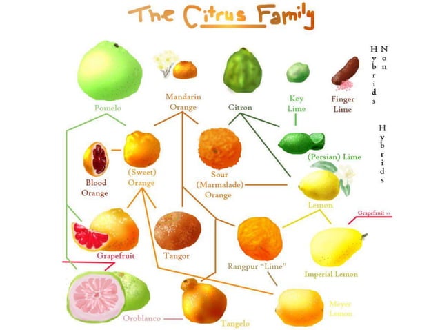 Cultivation practice of citrus in Nepal.pptx