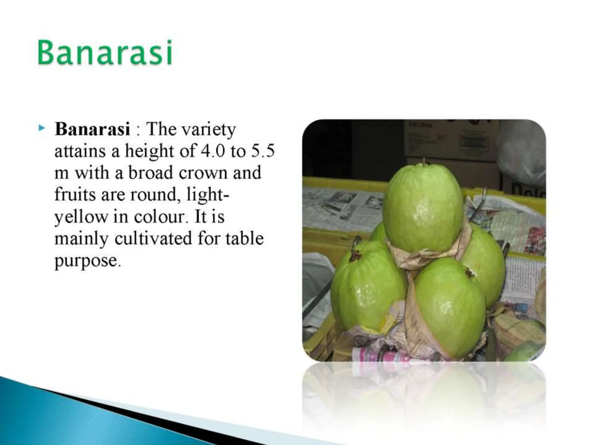 Cultivation practice of Guava in nepal.pptx