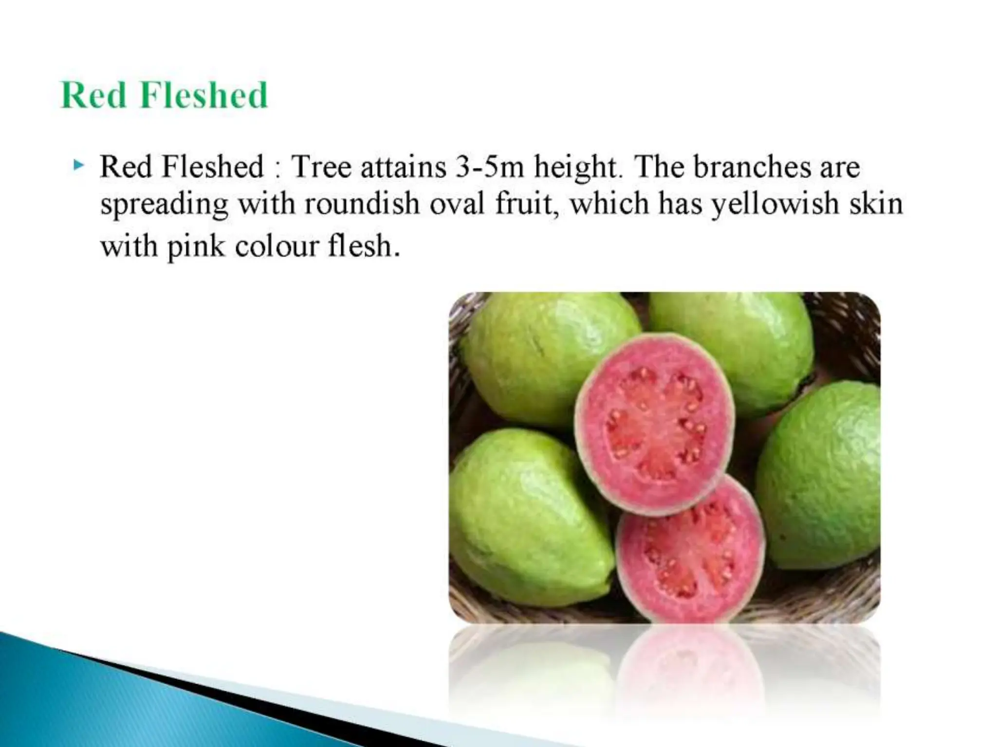 Cultivation practice of Guava in nepal.pptx