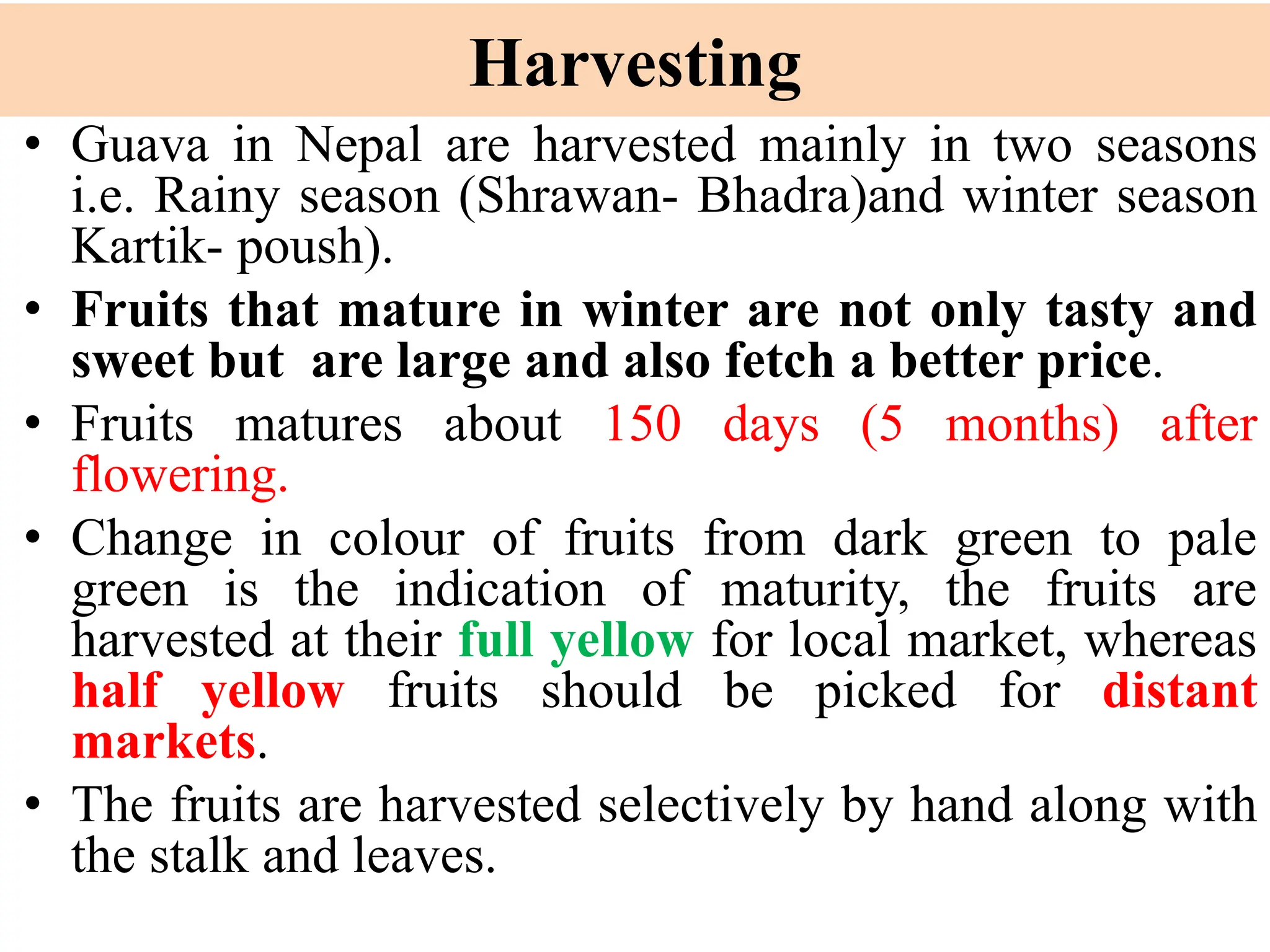 Cultivation practice of Guava in nepal.pptx