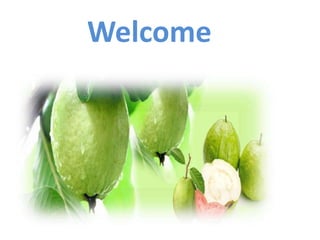 Cultivation practice of Guava in nepal.pptx