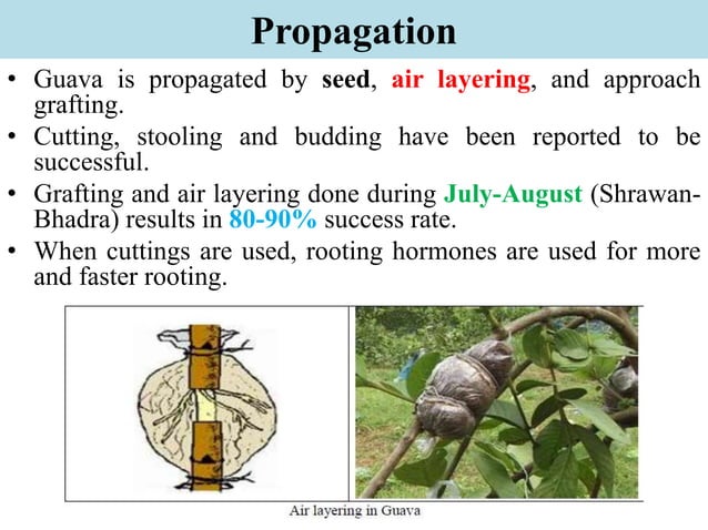 Cultivation practice of Guava in nepal.pptx | Gardening | Home & Garden
