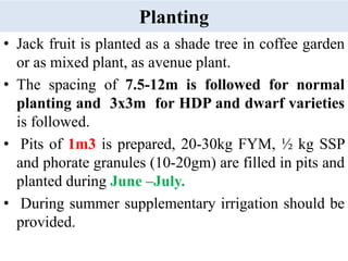 Cultivation Practice of Jackfruit in Nepal.pptx