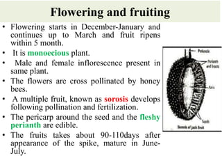 Cultivation Practice of Jackfruit in Nepal.pptx