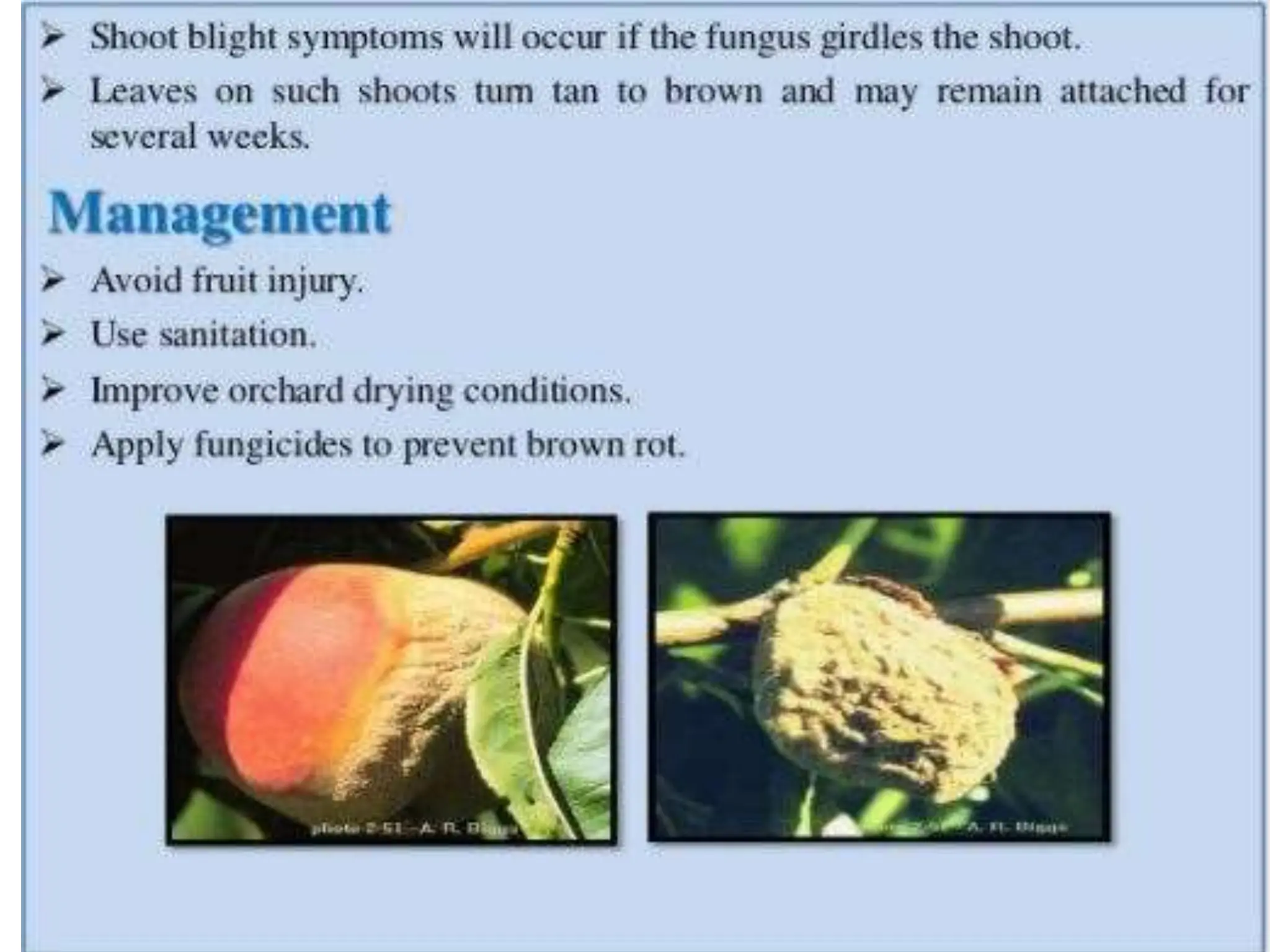 Cultivation practice of peach in Nepal.pptx