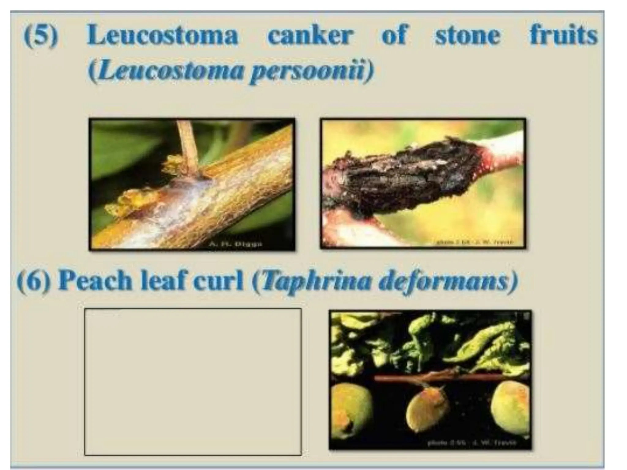 Cultivation practice of peach in Nepal.pptx